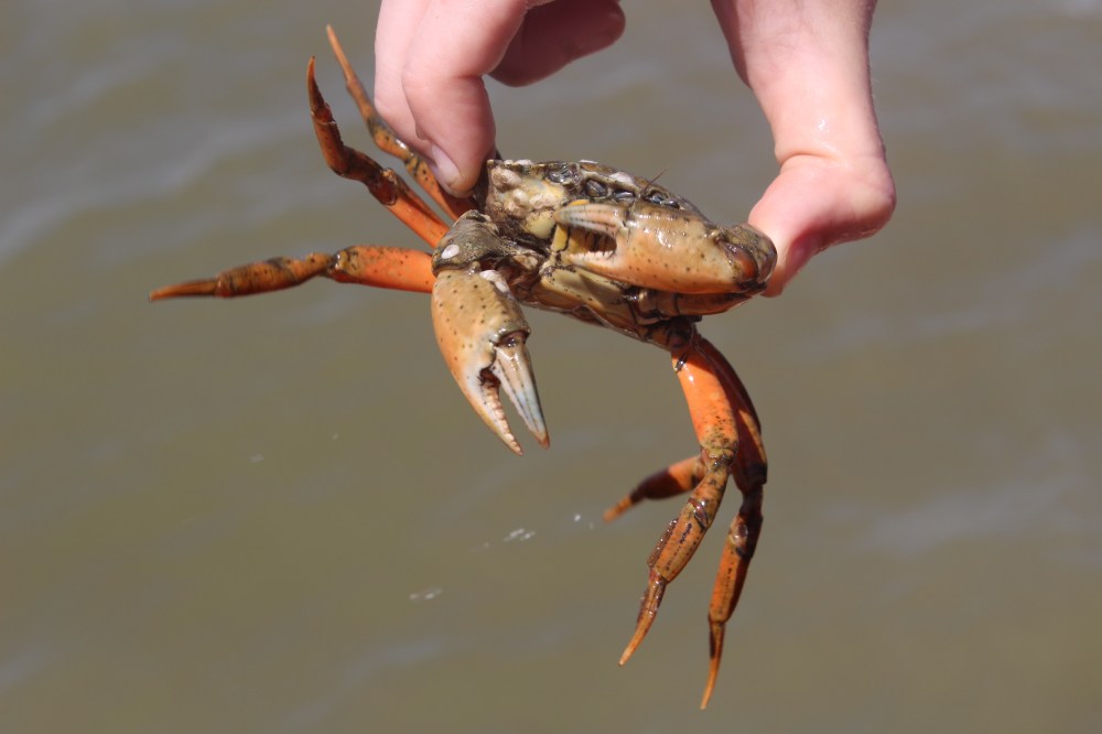 A ‘Swallows and Amazons’ sailing weekend in Aldeburgh – Sophie Neville