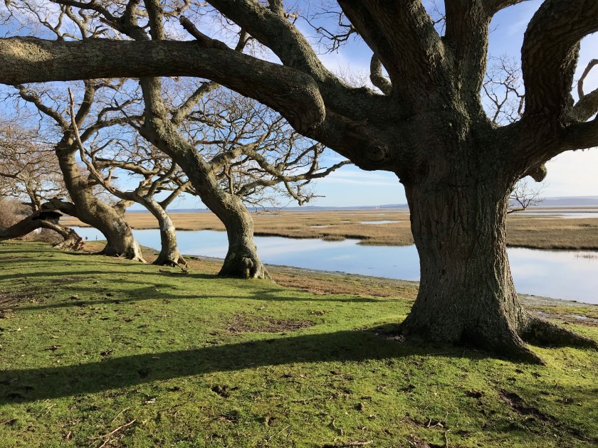 Diary of a Beachcomber on Solent shores where I’m told, ‘There is no ...